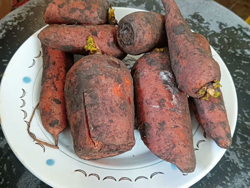 Морковка на корм