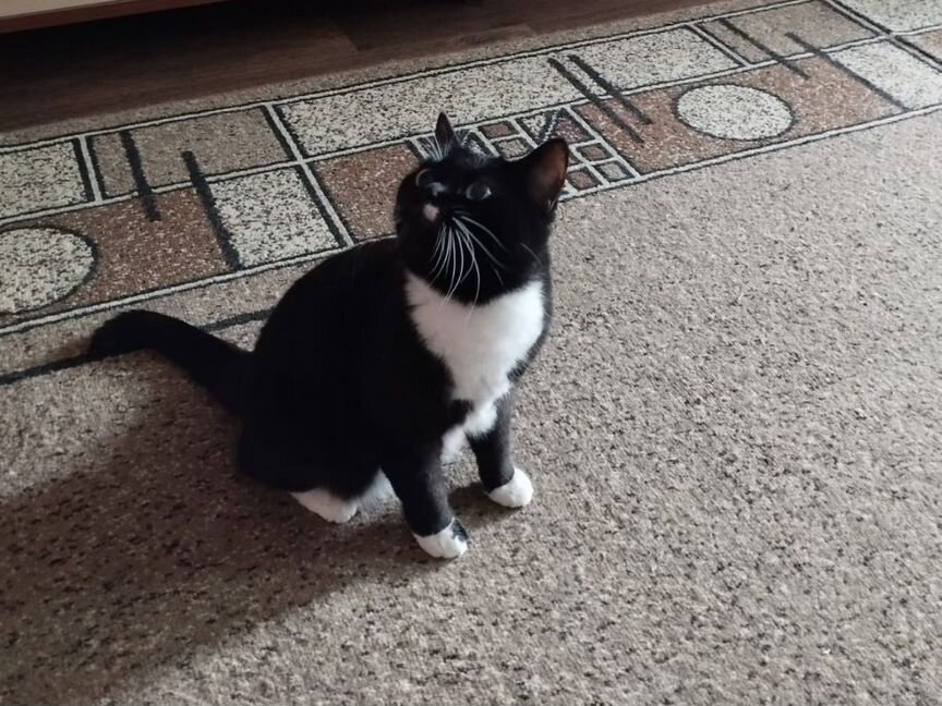 Кошки в добрые руки