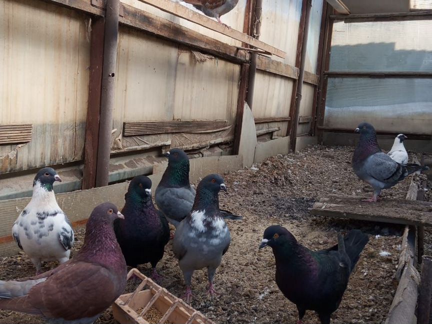 Продажа голубей