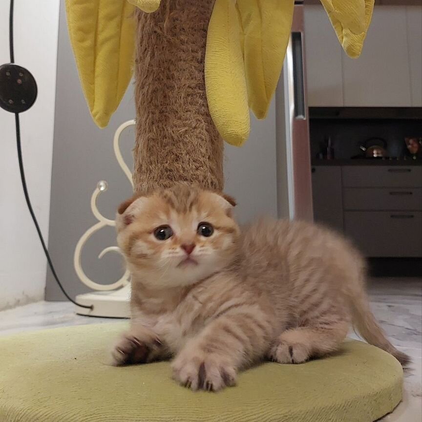 Шотландские вислоухие котята