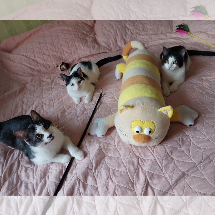 Котята в добрые руки