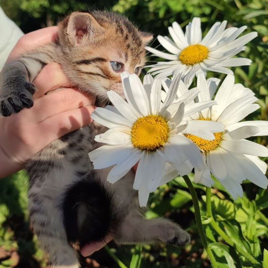 Котенок