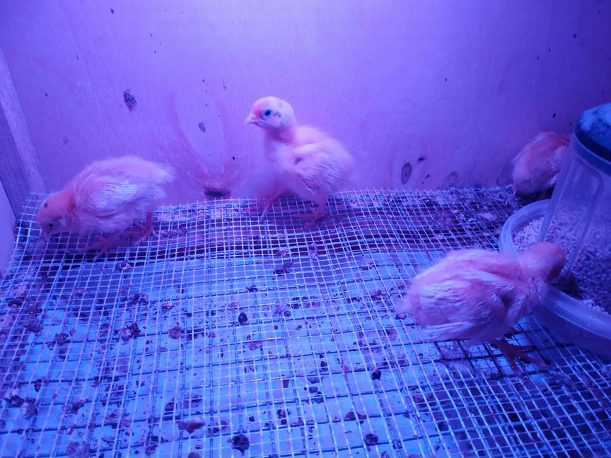 Техасцы перепела недельные продам