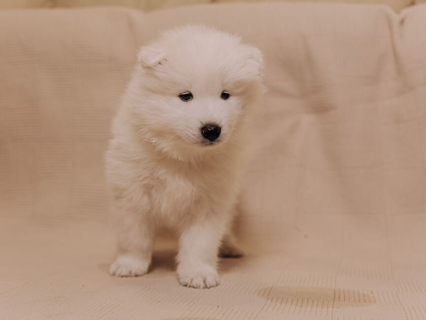 Щенки самоеда