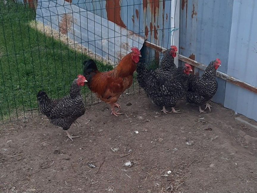 Инкубационное яйцо кур