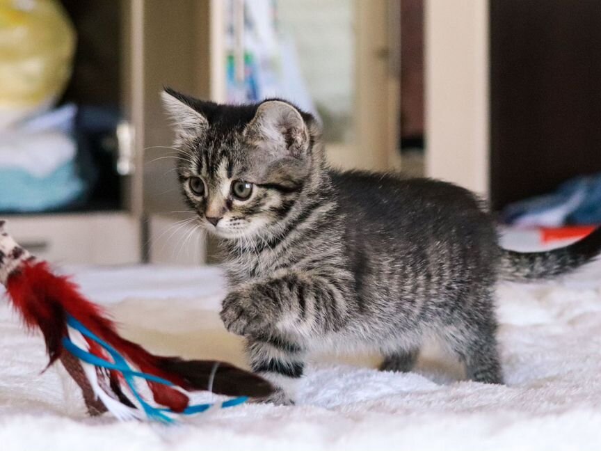 Котенок в дар бесплатно