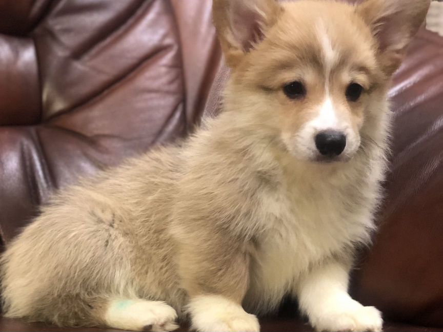 Мальчуган Вельш Корги Пемброк