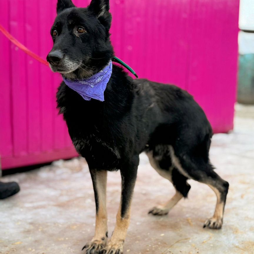 Старенький пес по имени Найт