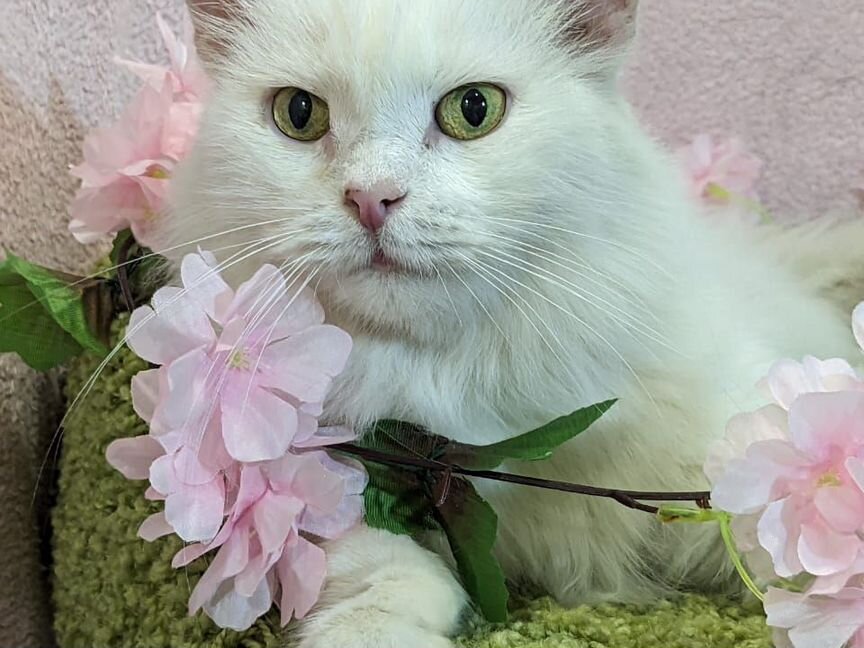 Кошка турецкая ангора