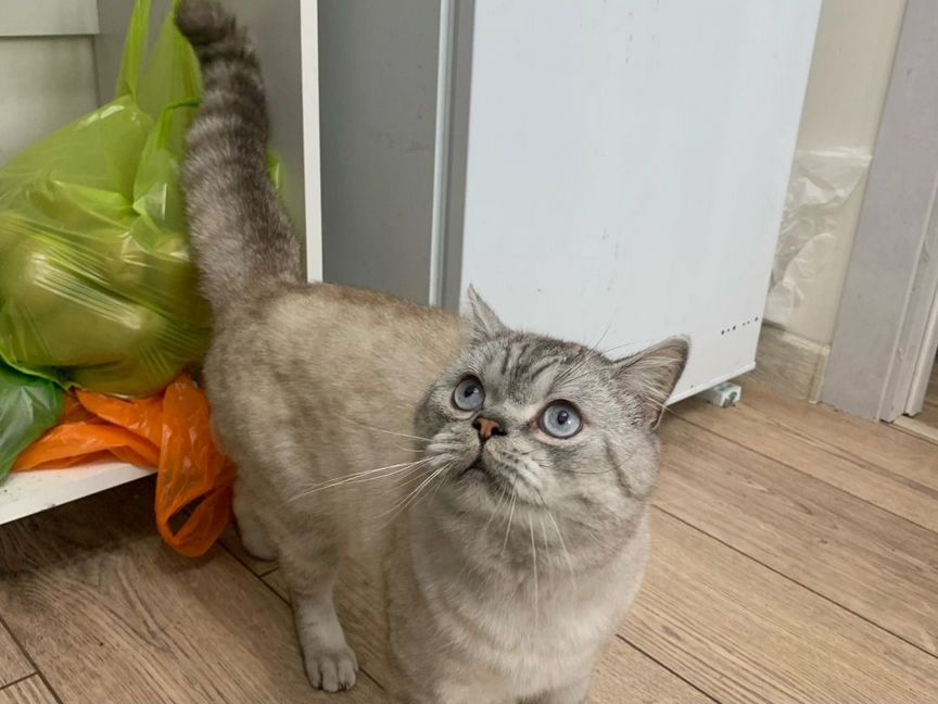 Шотландский кот