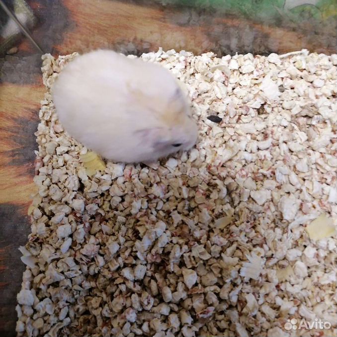 Джунгарский хомячок