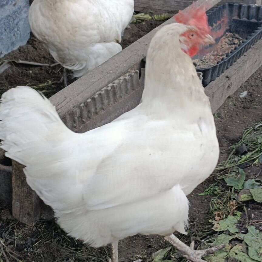 Куры несушки