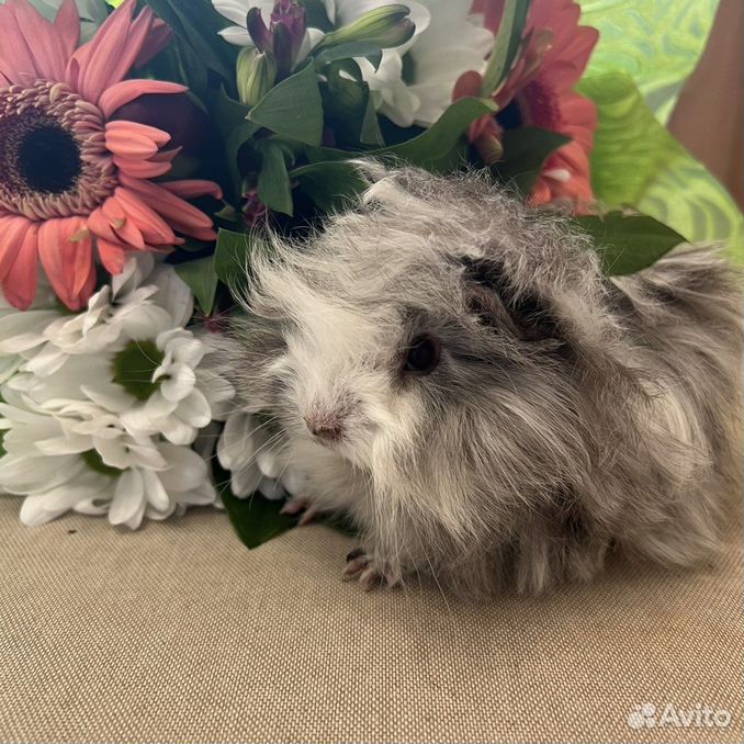 Перуанская морская свинка