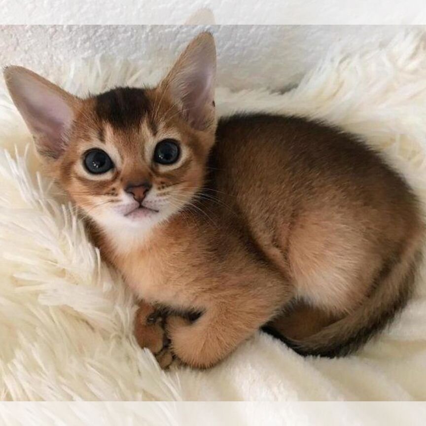 Абиссинский котёнок
