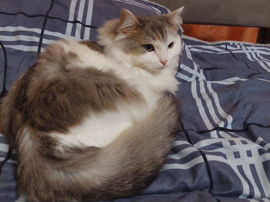 Кошка