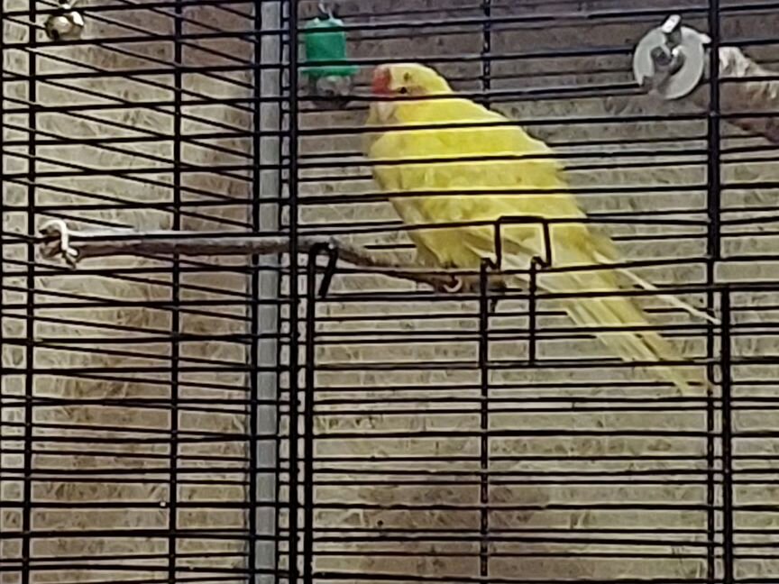 Самка Какарика