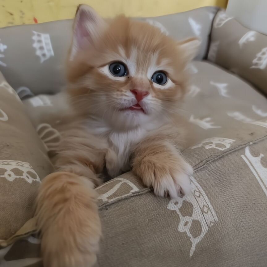 Курильский бобтейл длинношёрстный котёнок