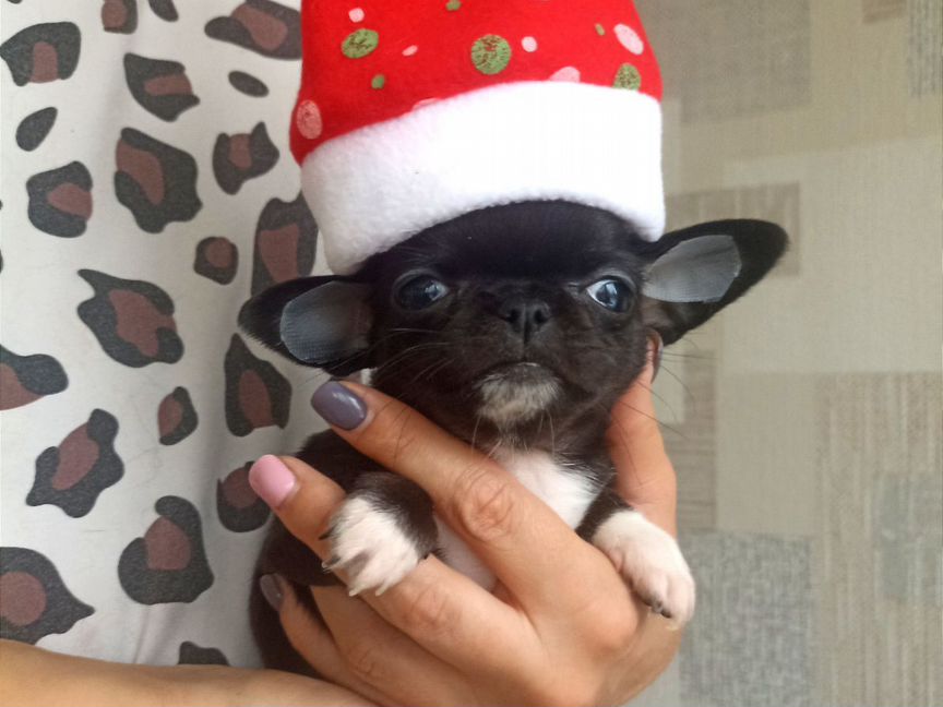 Черная жемчужинка чихуахуа