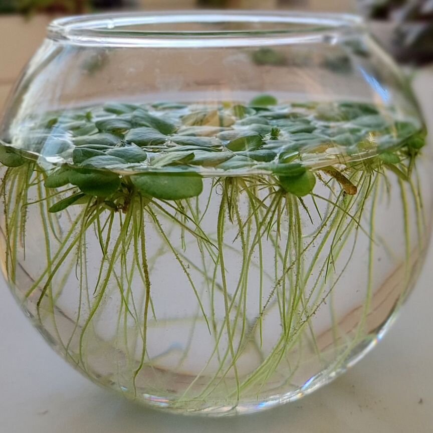 Лимнобиум побегоносный(Limnobium laevigatum)