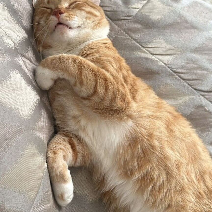 Кот в добрые руки