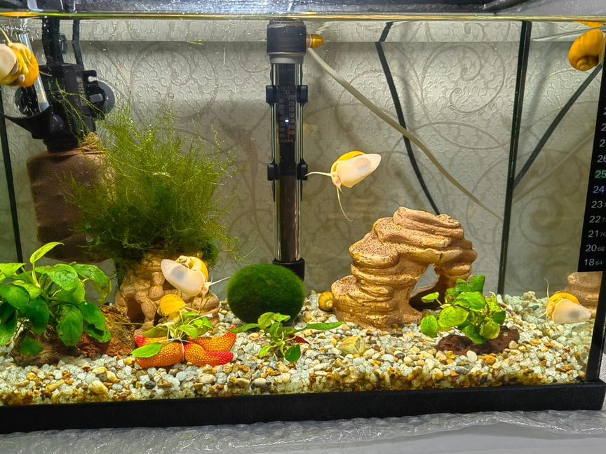 Улитки Ампулярии