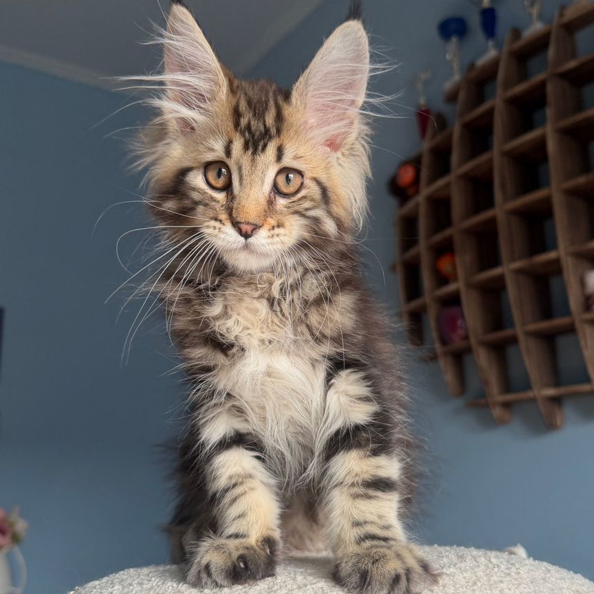 Мейн-кун котёнок