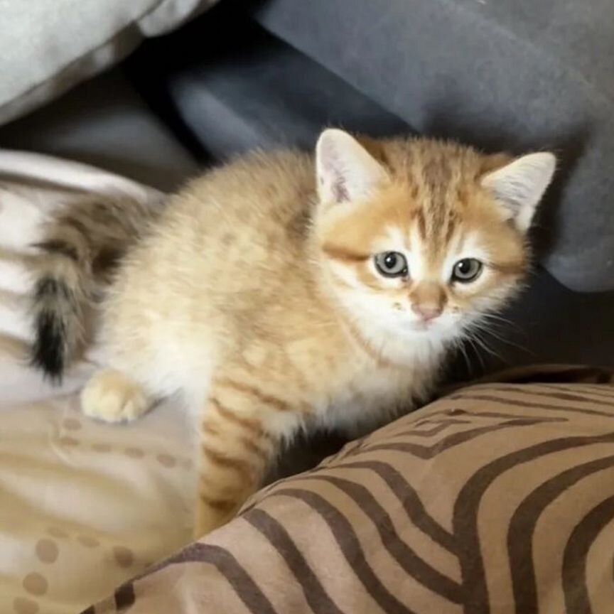 Британский короткошёрстный котёнок