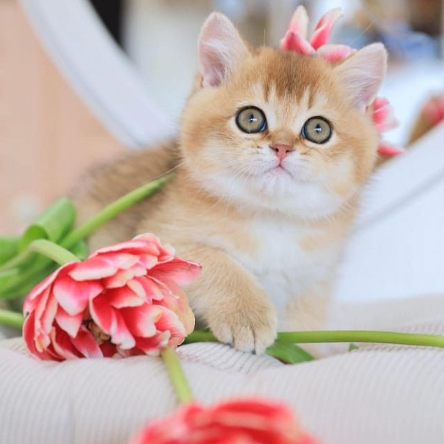 Котята британская золотая шиншилла
