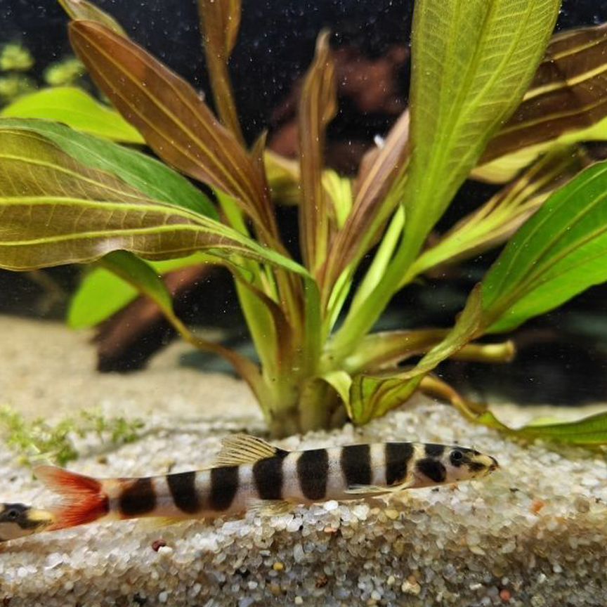 Вьюн Капусия фаларис