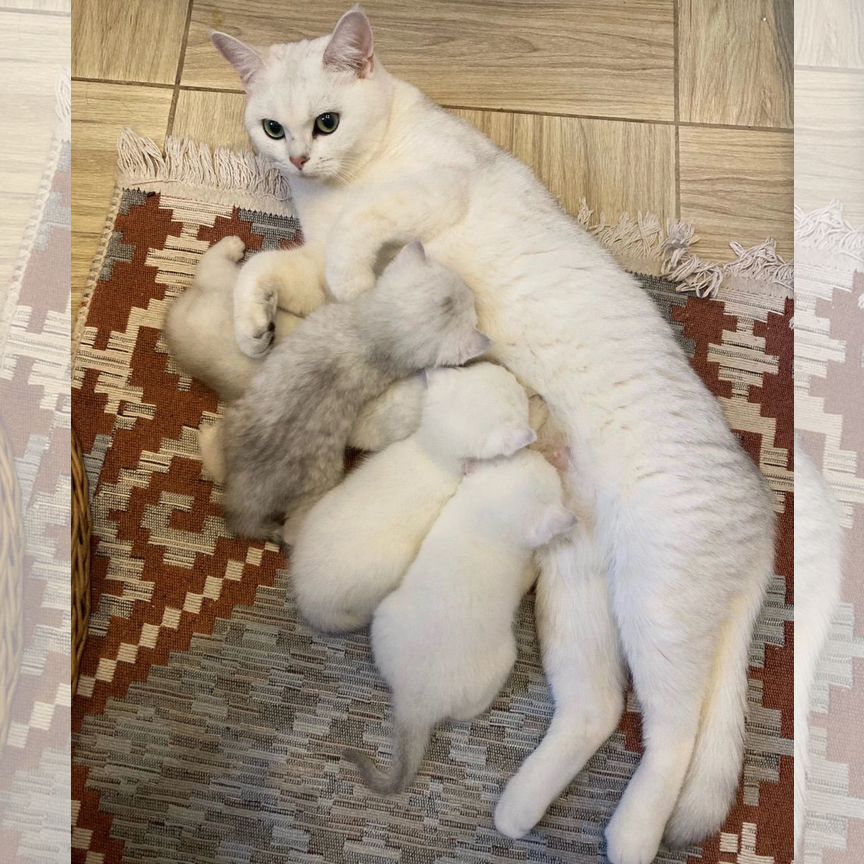 Котята серебристая шиншилла