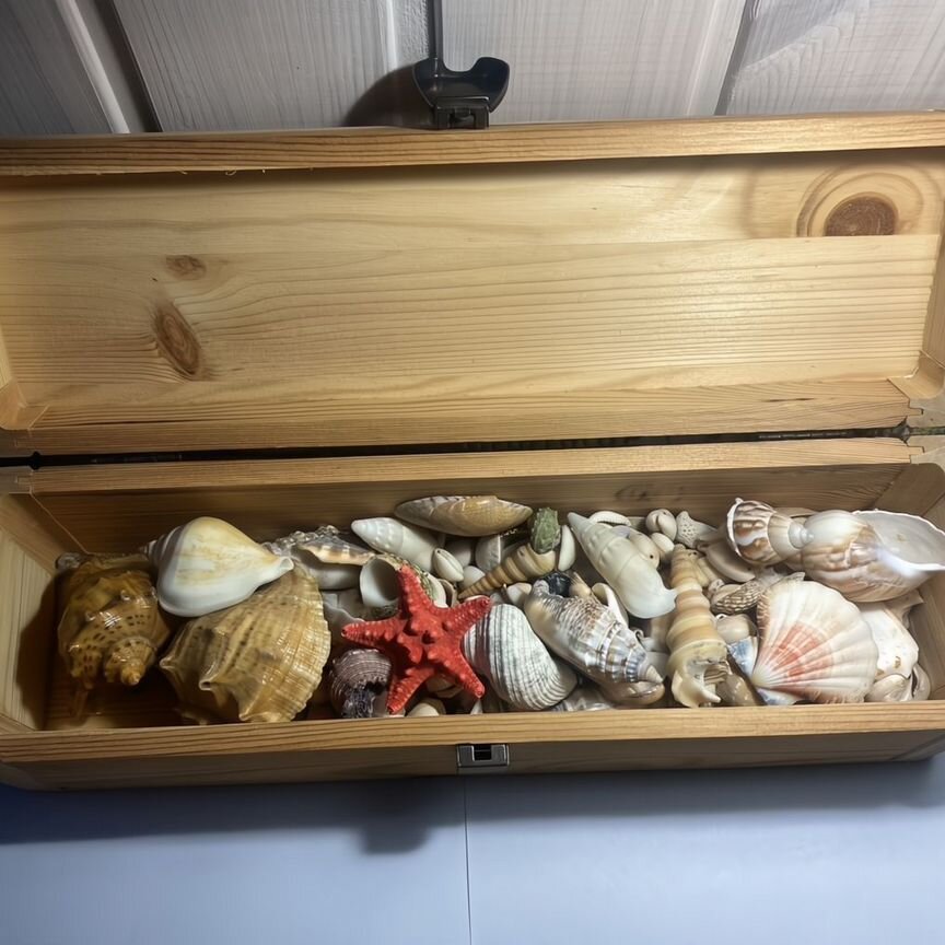 Ракушки разных морей (пакетом)