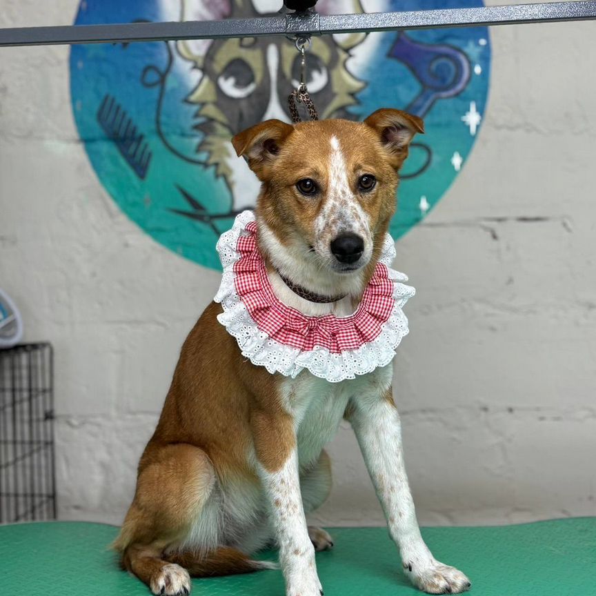 Взрослая собака в добрые руки