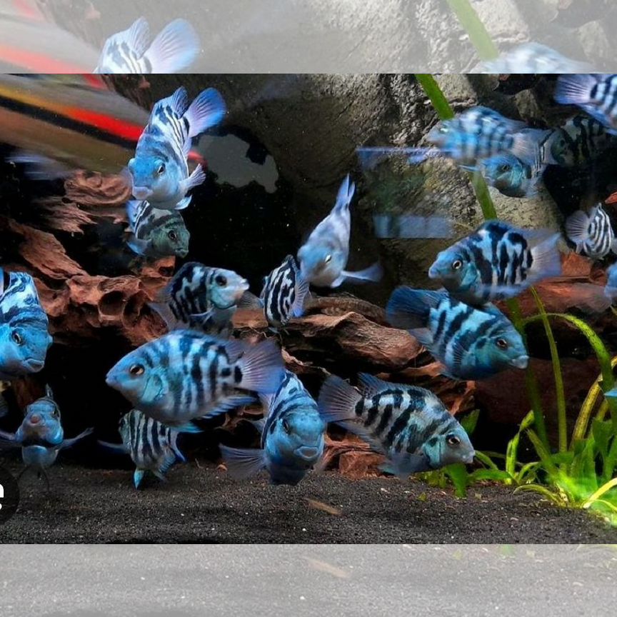 Рыбка сапфировый попугай