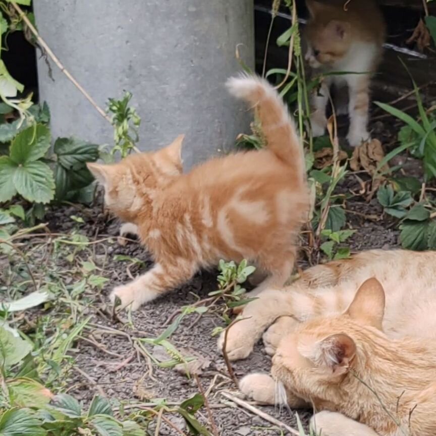 Котята в добрые руки