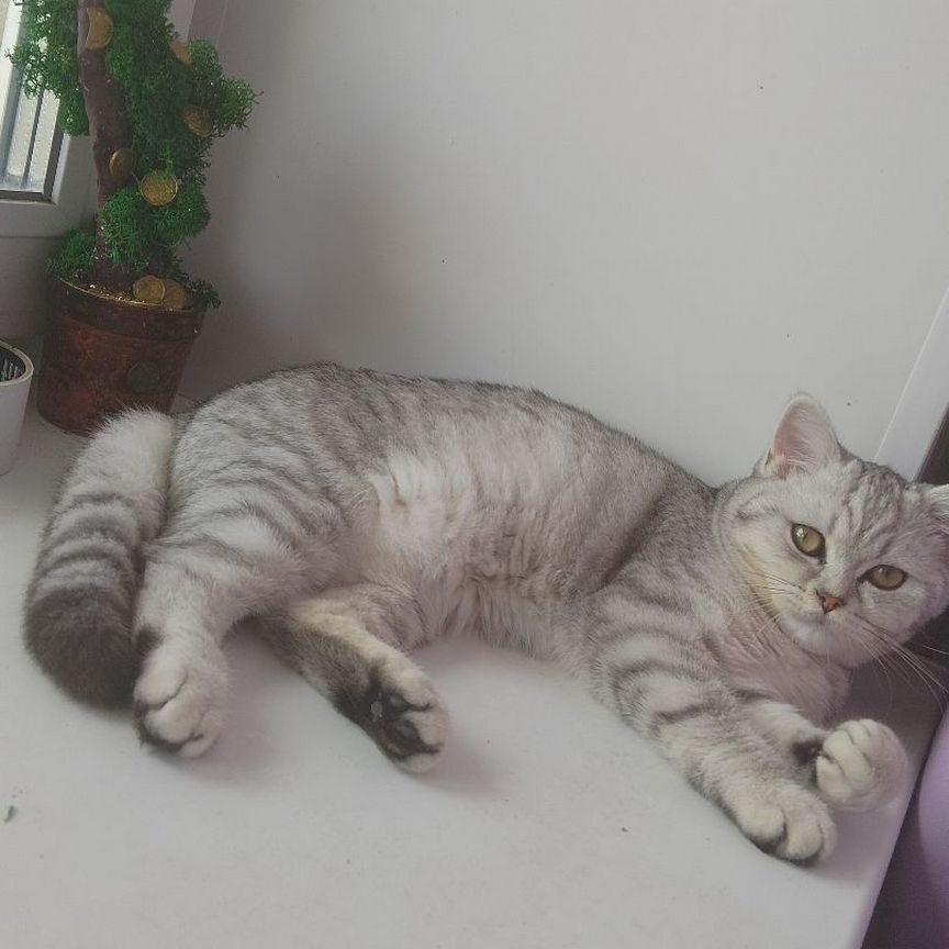 Британская кошка