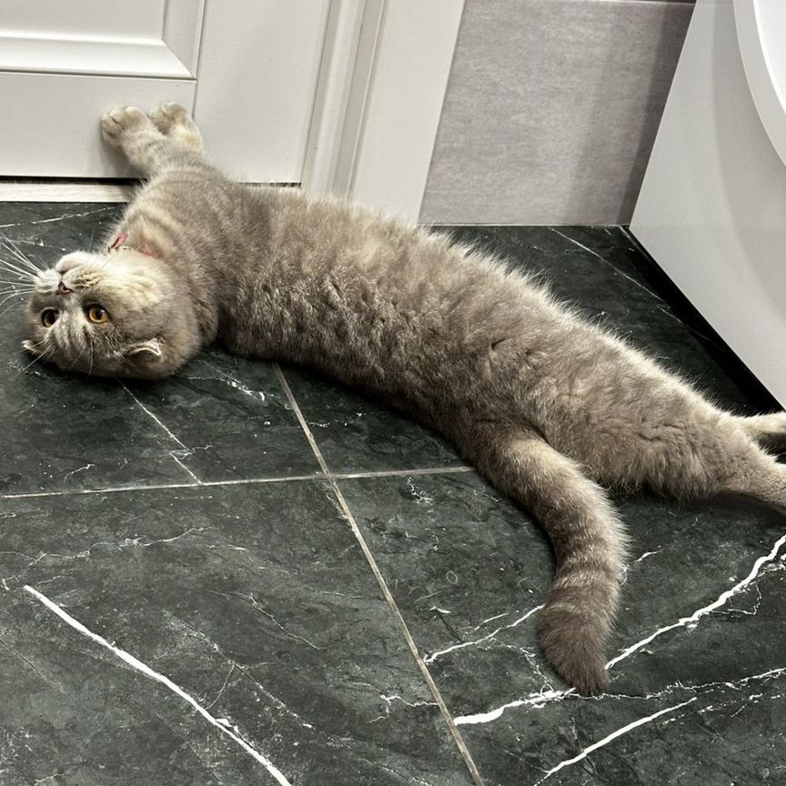 Шотландская вислоухая короткошёрстная кошка, взрослая