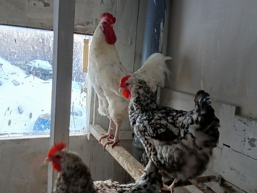 Куры петухи