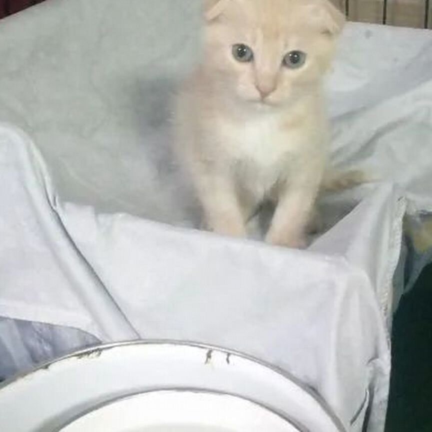 Шотландский вислоухий короткошёрстный котёнок