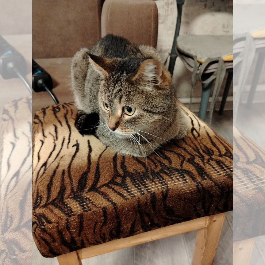 Взрослая кошка в добрые руки