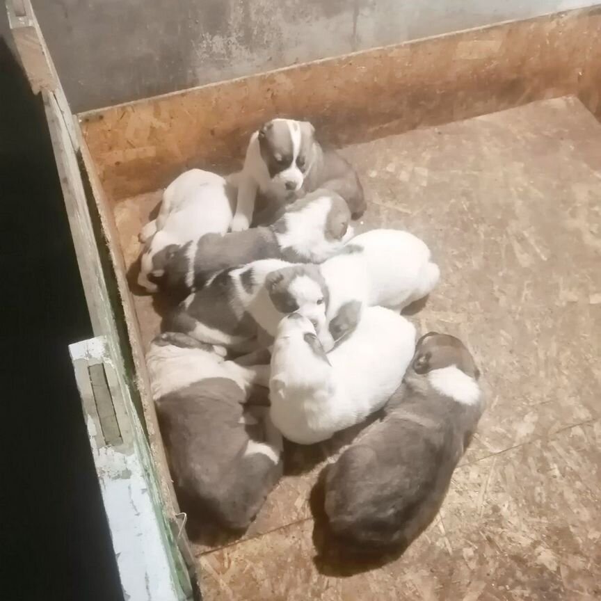 Продажа щенков сао