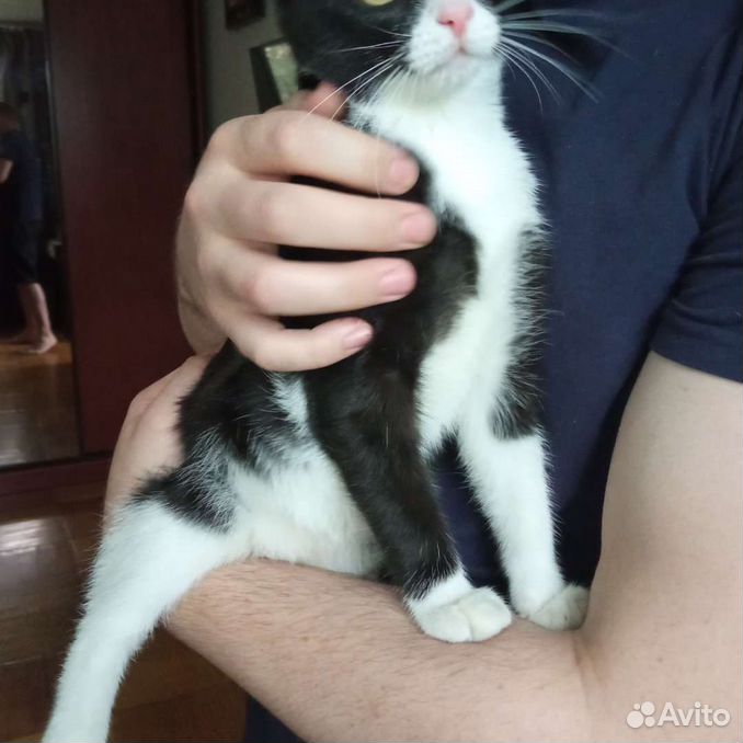 Кот черно-белый "Маркиз"