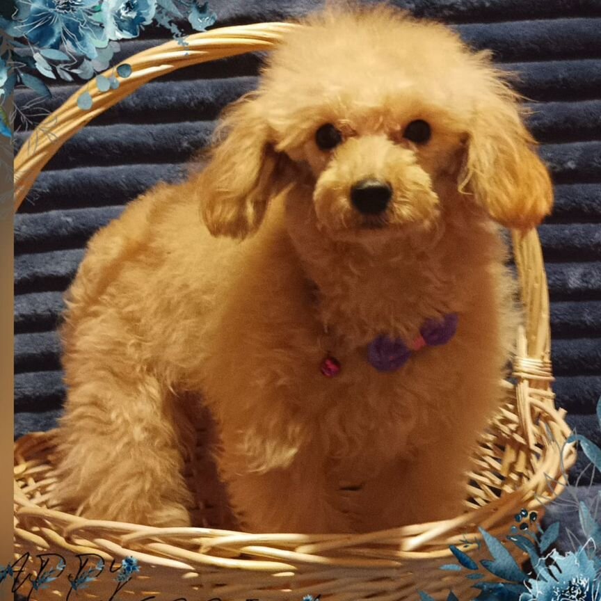 Той-пудель, щенок