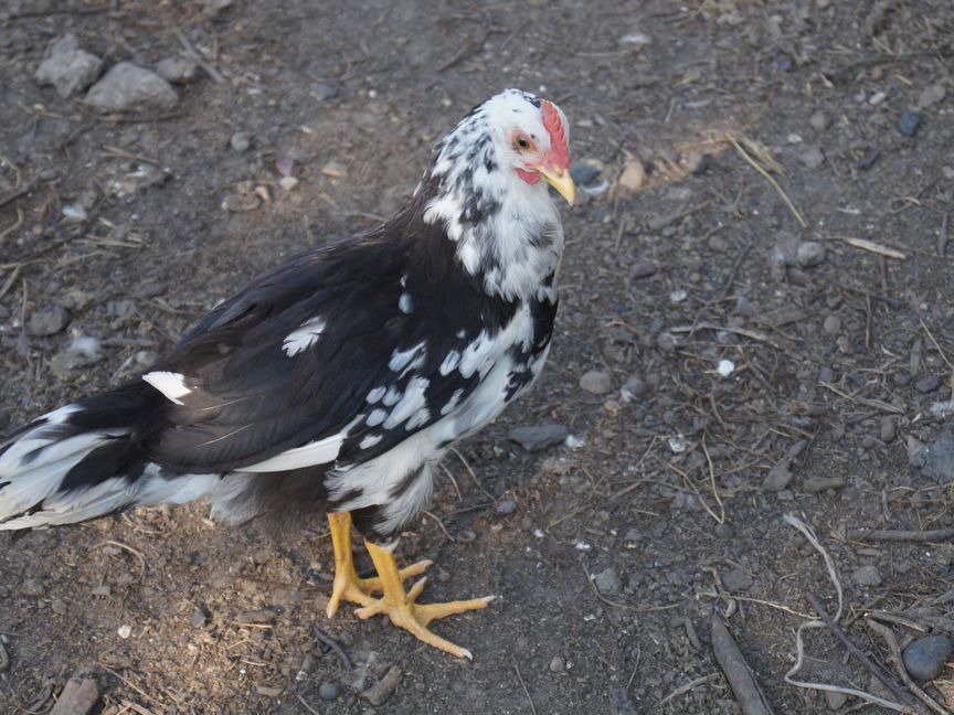 Леггорн далматинец, амераукана. Петушки