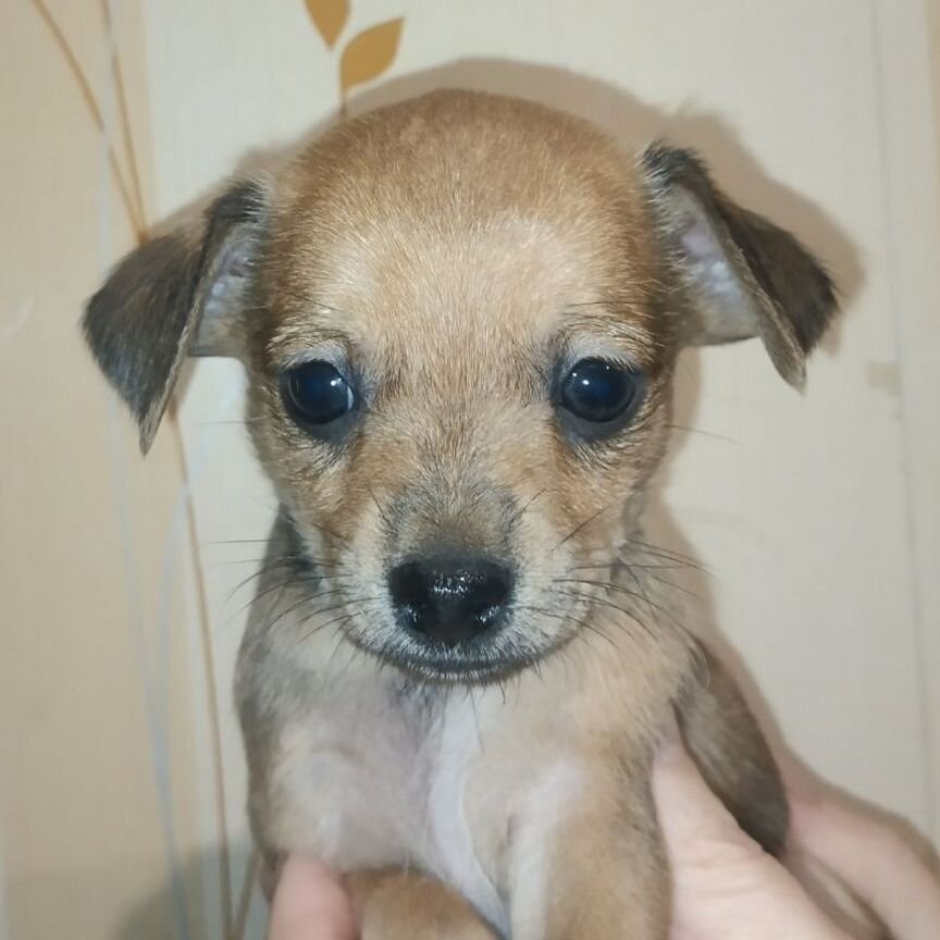 Той-терьер щенки