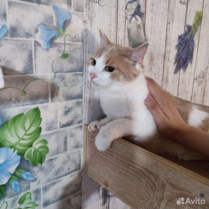 Возьмите кошку из приюта (кошка Зайка)