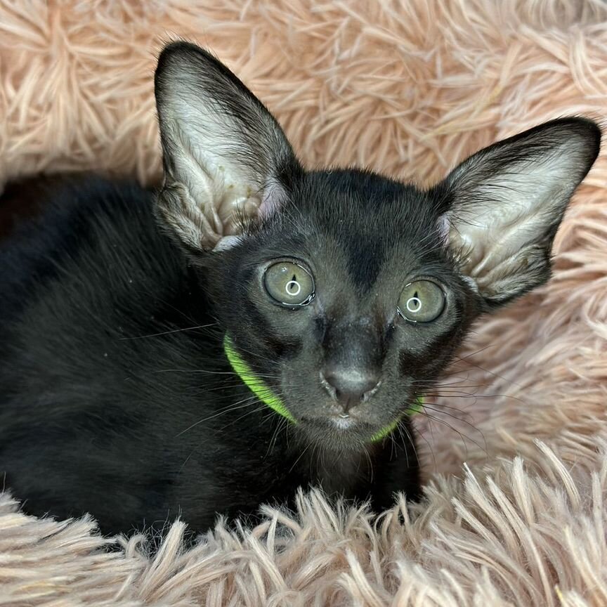 Ориентальные котята с документами