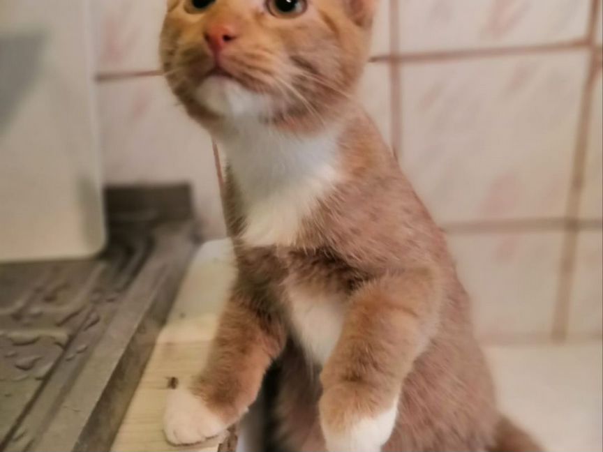 Кошка в дар бесплатно