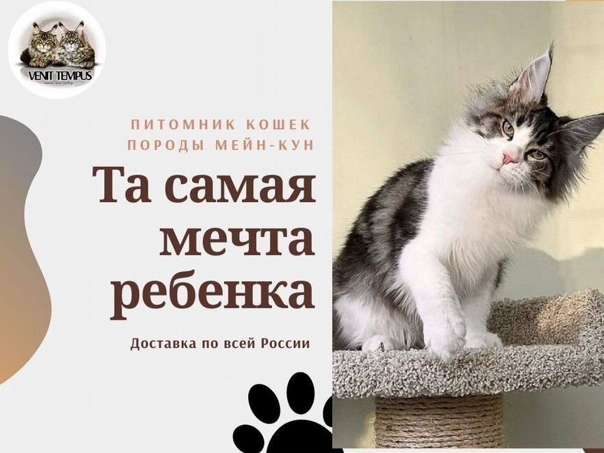 Мейн-Кун