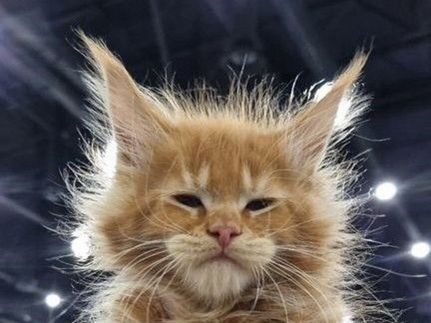 Котята мейн-кун