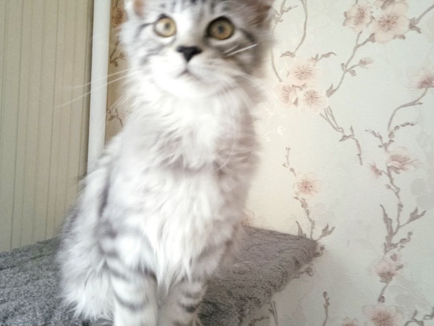 Котята мейн-кун